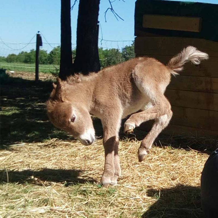 âne miniature et mule - explications de l'Asinerie de Beaugarry