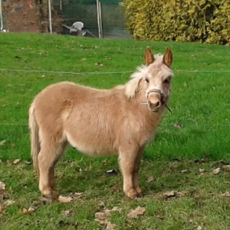 âne miniature et mule - explications de l'Asinerie de Beaugarry